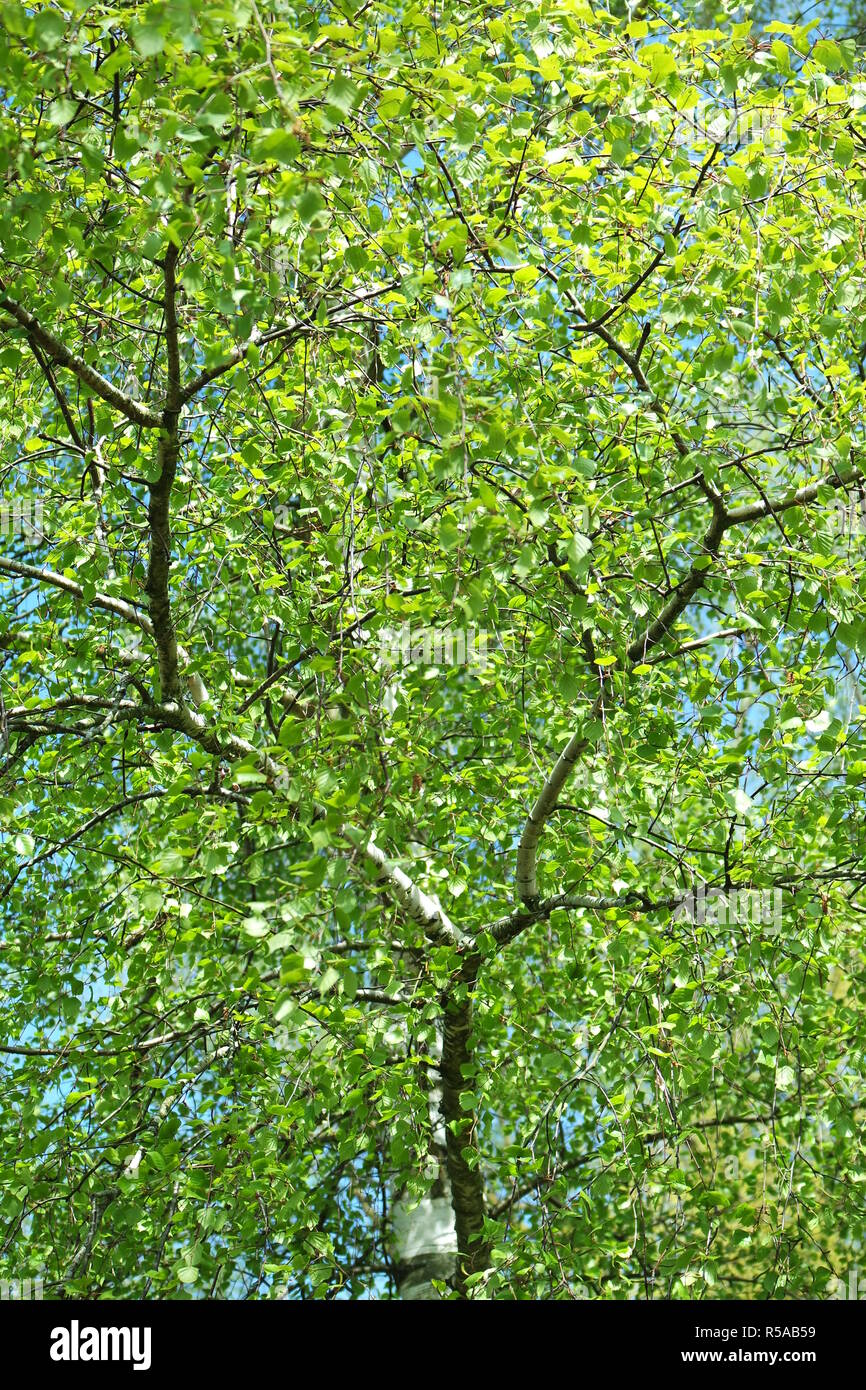 birch in the spring Stock Photo - Alamy
