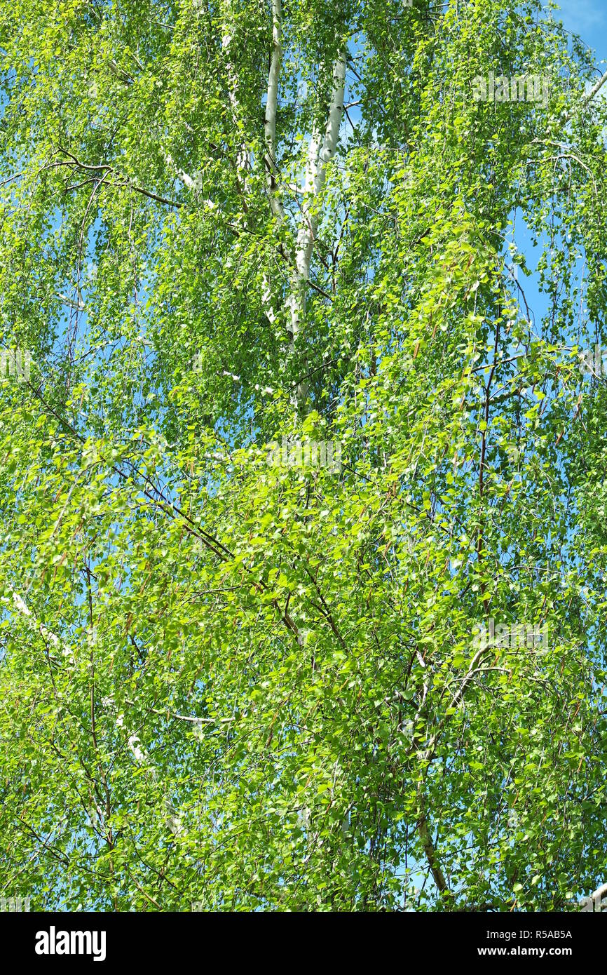 birch in the spring Stock Photo - Alamy