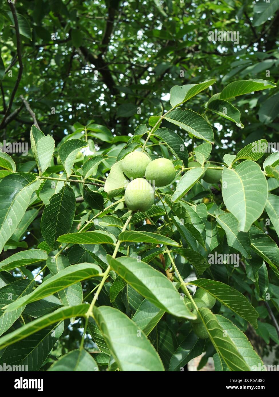Nussbaum nut tree hi-res stock photography and images - Alamy