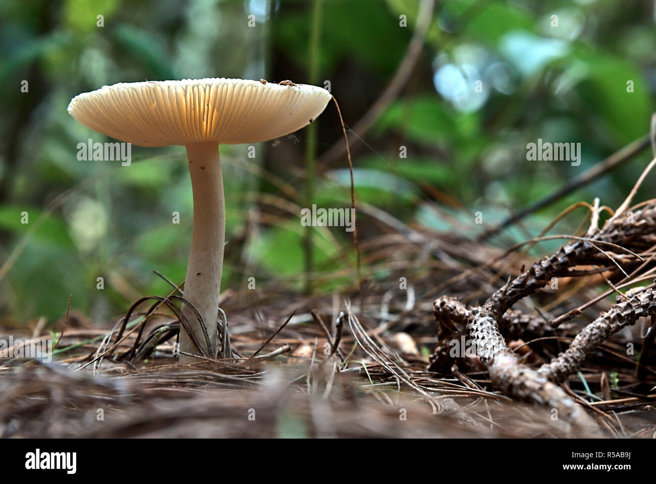 Fungus on a ground full of dry leaves Stock Photo - Alamy
