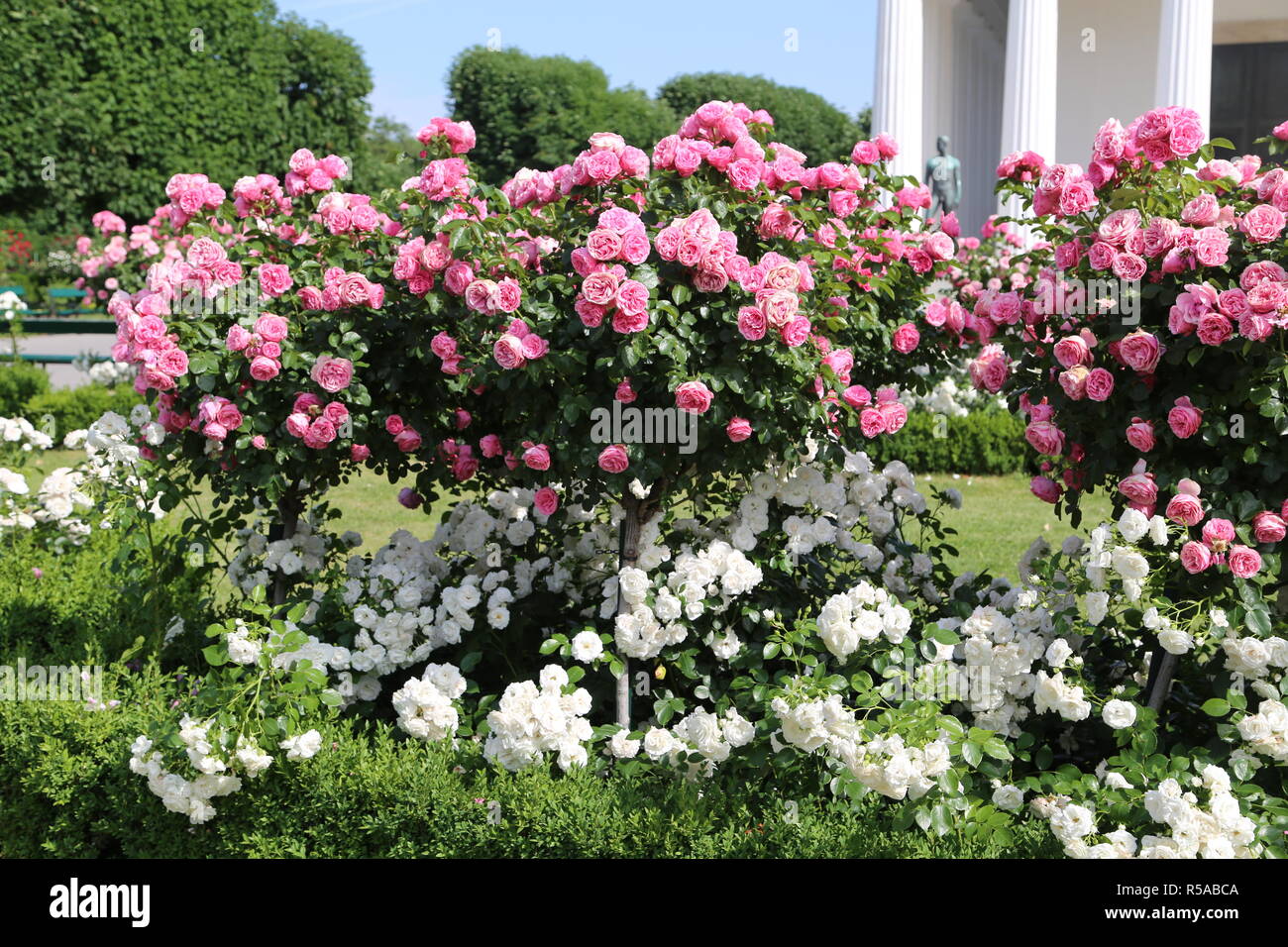 Hedge rosebush hi-res stock photography and images - Alamy