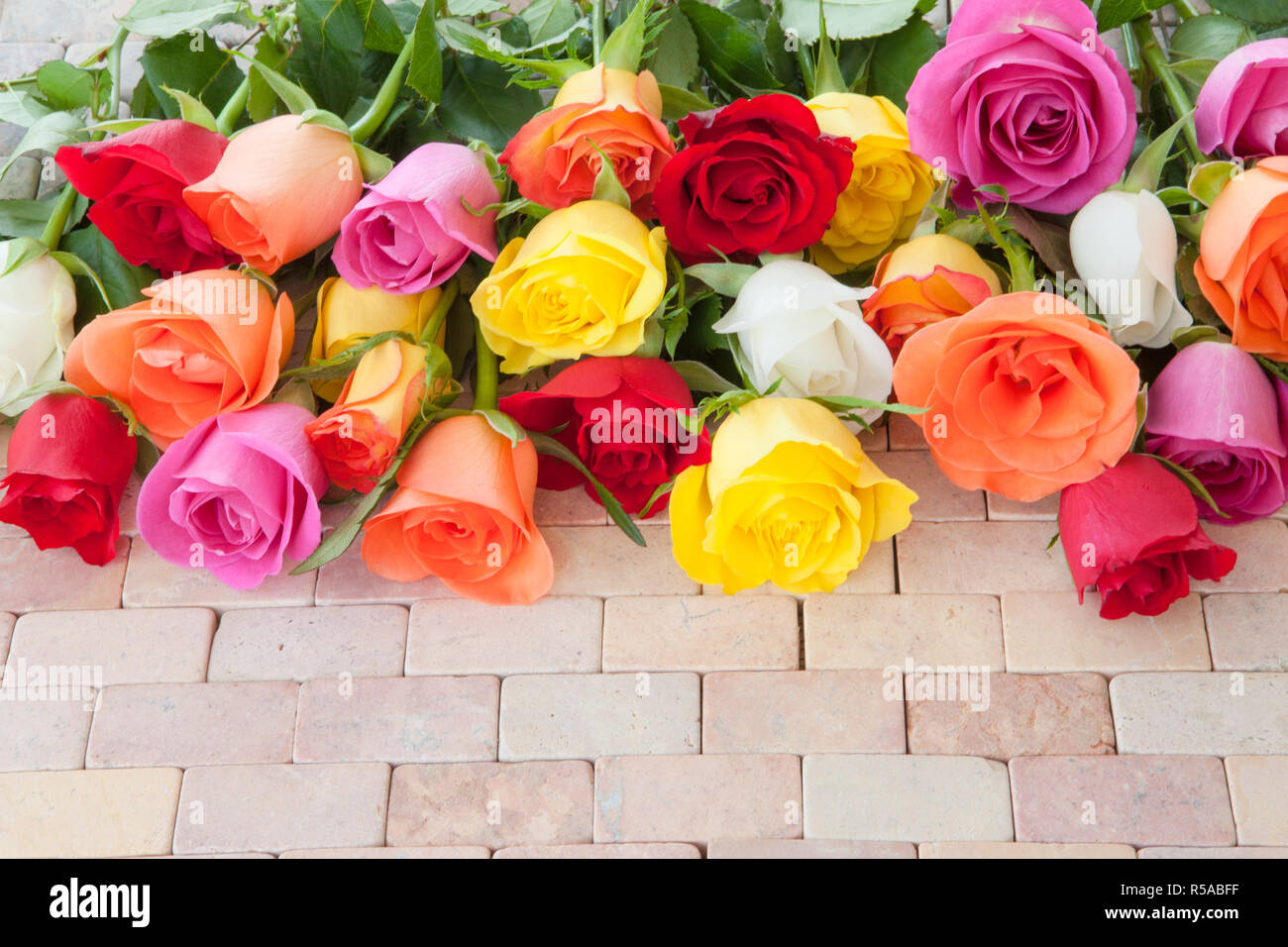 fresh colorful roses Stock Photo - Alamy