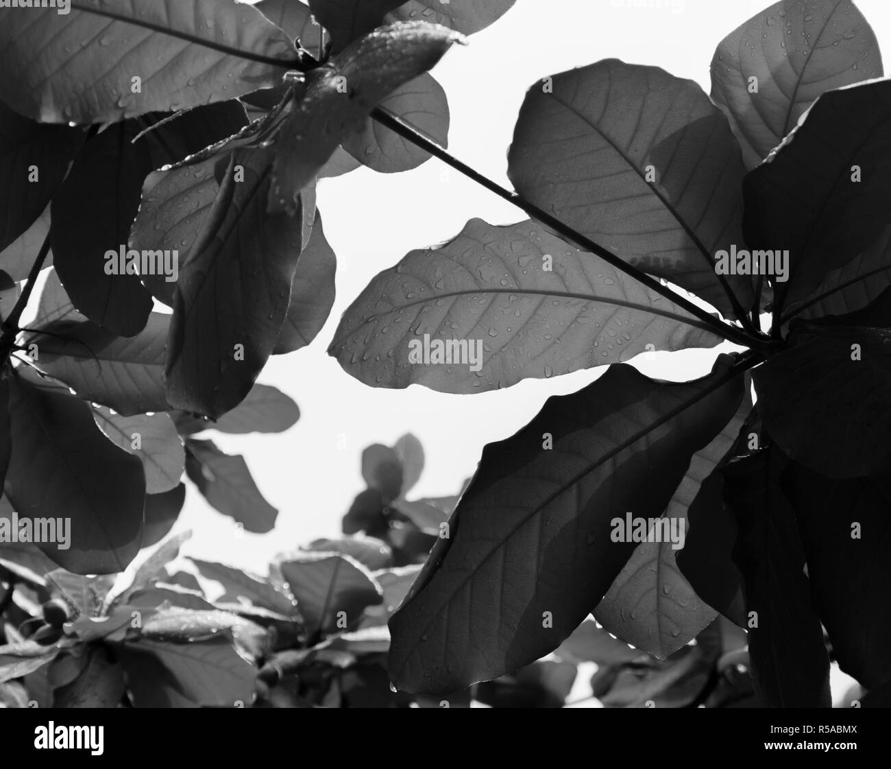 Drop watering Black and White Stock Photos & Images - Alamy