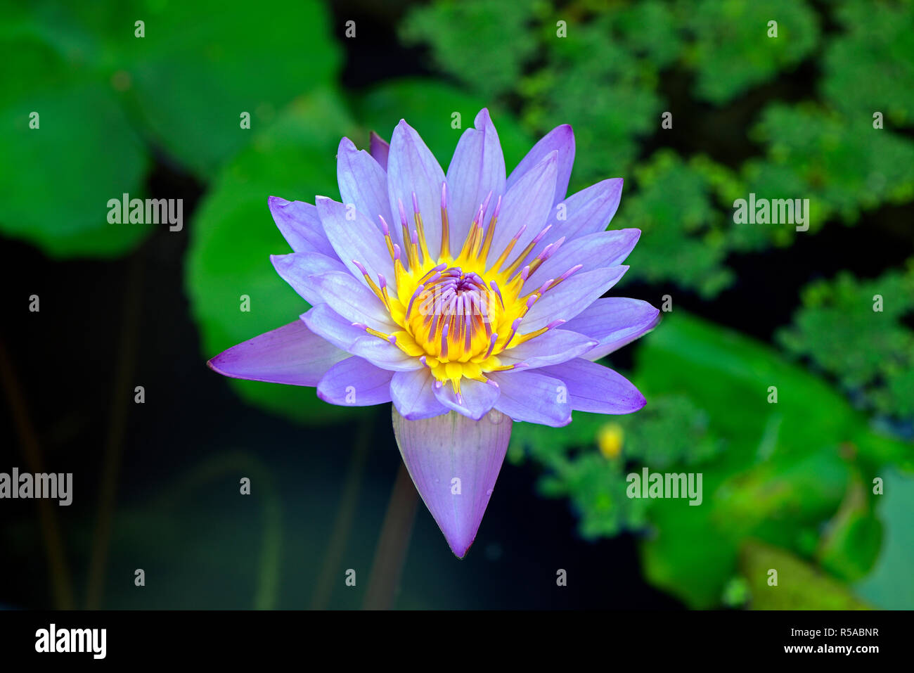 Nymphaea stellata lotus flower hi-res stock photography and images - Alamy
