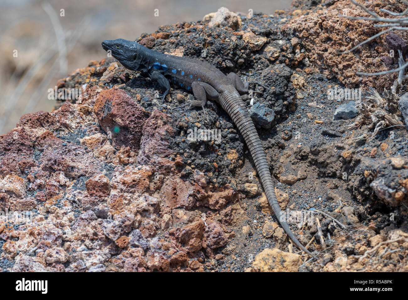 Southern Canary Lizard (Gallotia galloti) on rocks, endemic, male ...