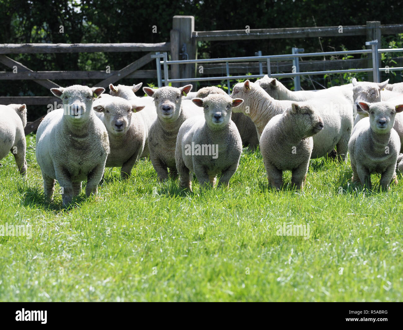 A flock of Southdown sheep in a summer paddock Stock Photo - Alamy