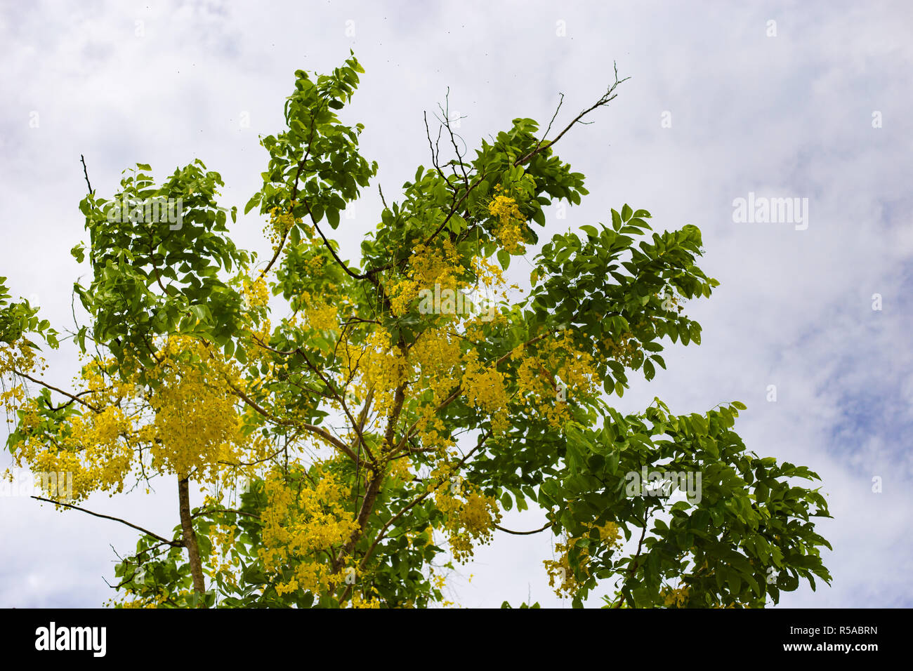 Yellow flowers of Cassia fistula Stock Photo - Alamy