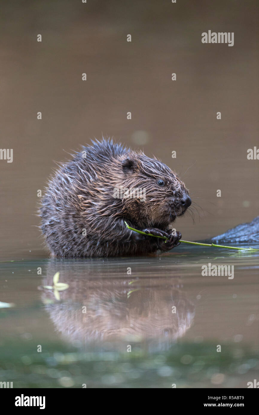 Beaver Kit; Caster fiber Single Kit Holding Twig Devon; UK Stock Photo ...