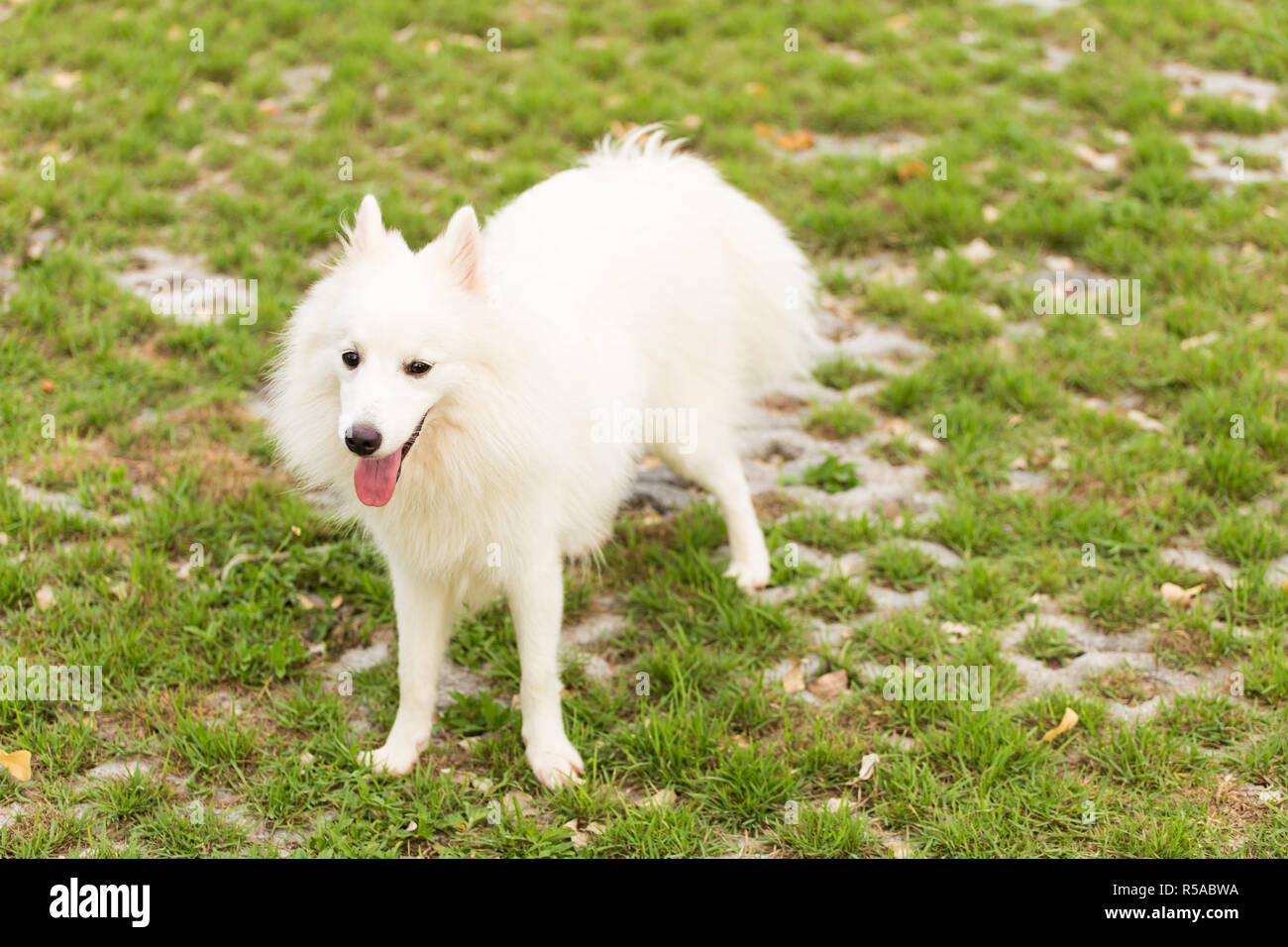 White dog playing in the garden or park Stock Photo - Alamy