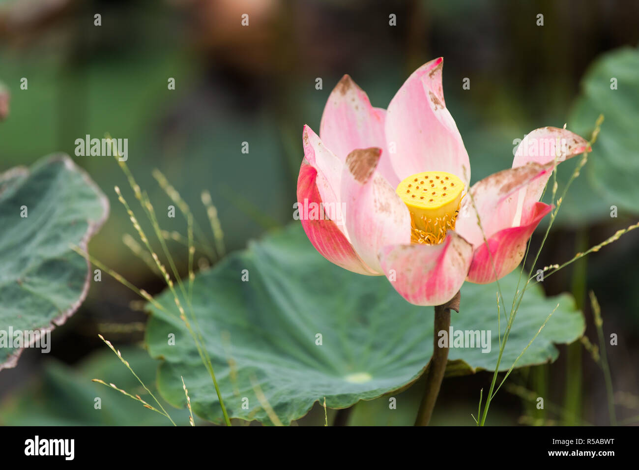 Gorgeous lotus blossom hi-res stock photography and images - Alamy