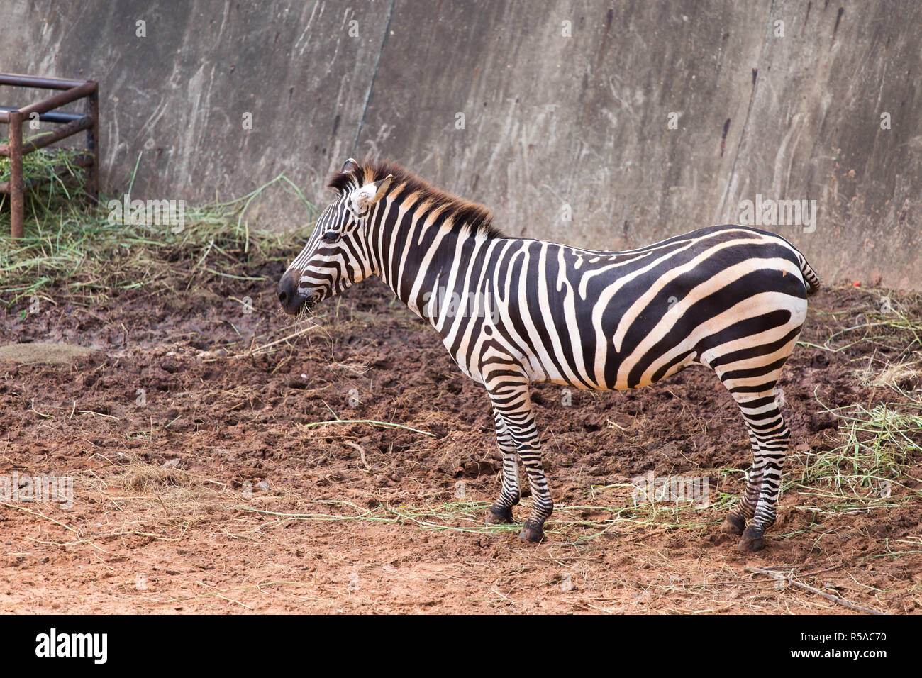 Zebra in zoo thailand hi-res stock photography and images - Alamy