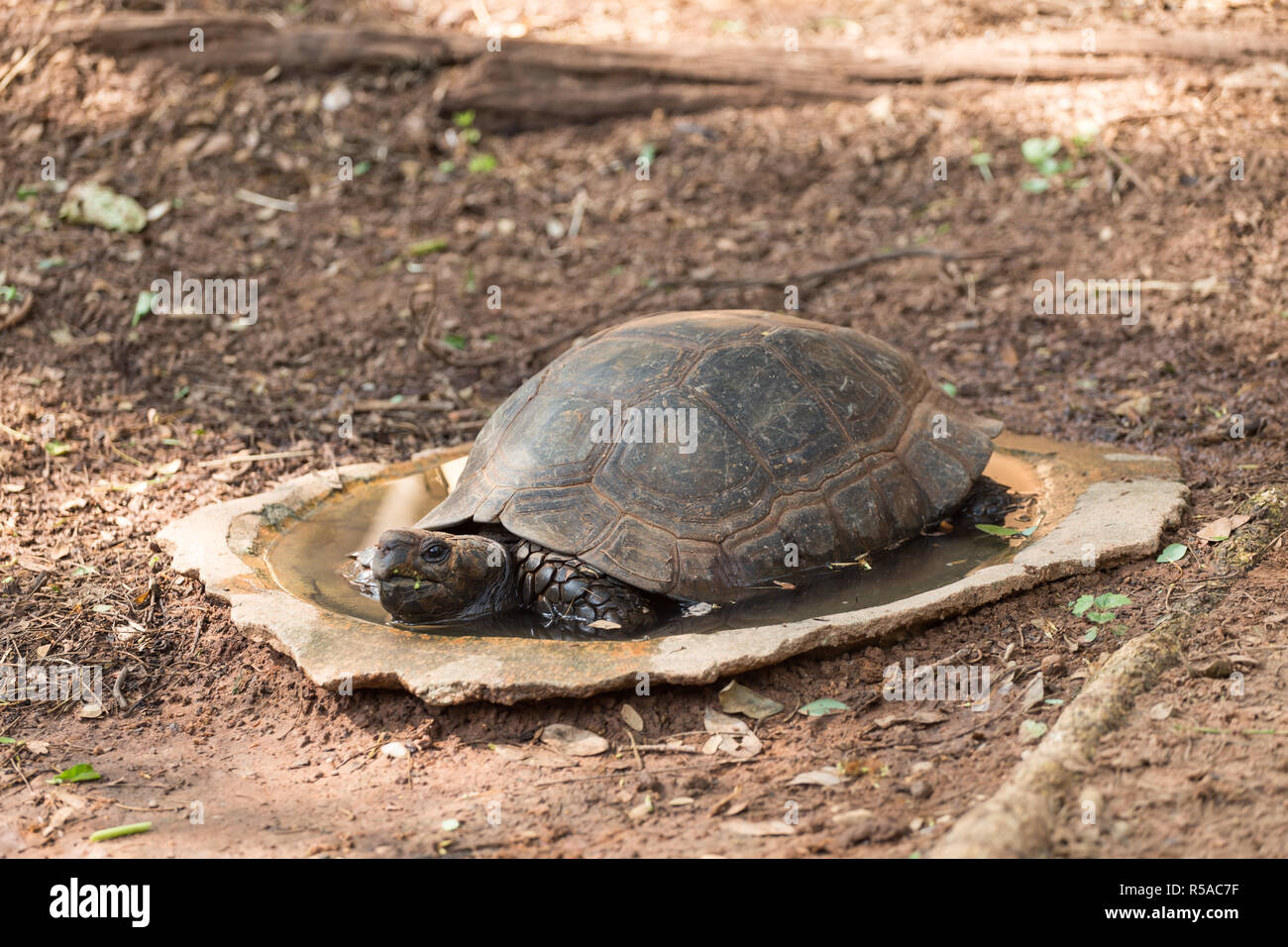 Turtle is sleeping on the floor Stock Photo - Alamy