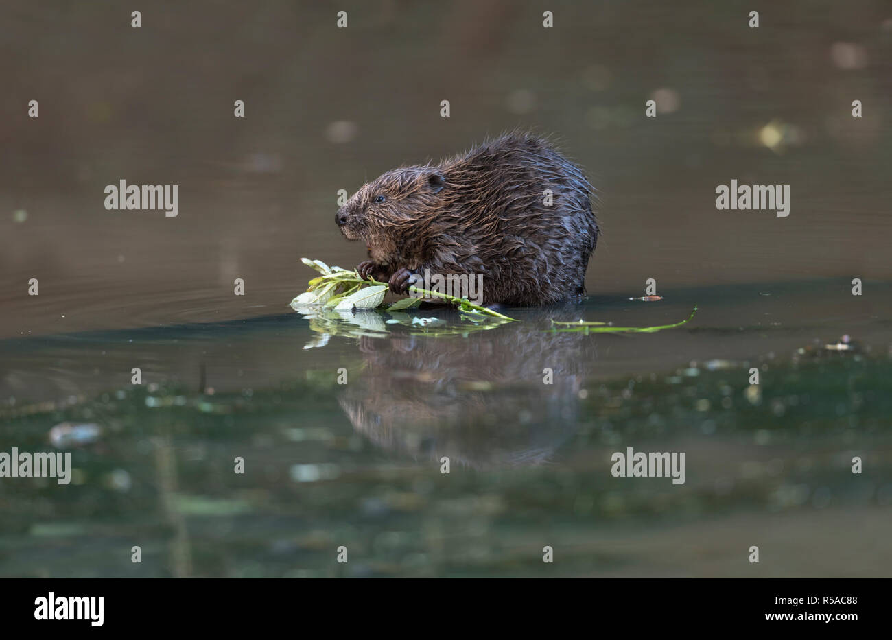 Animal holding stick hi-res stock photography and images - Alamy