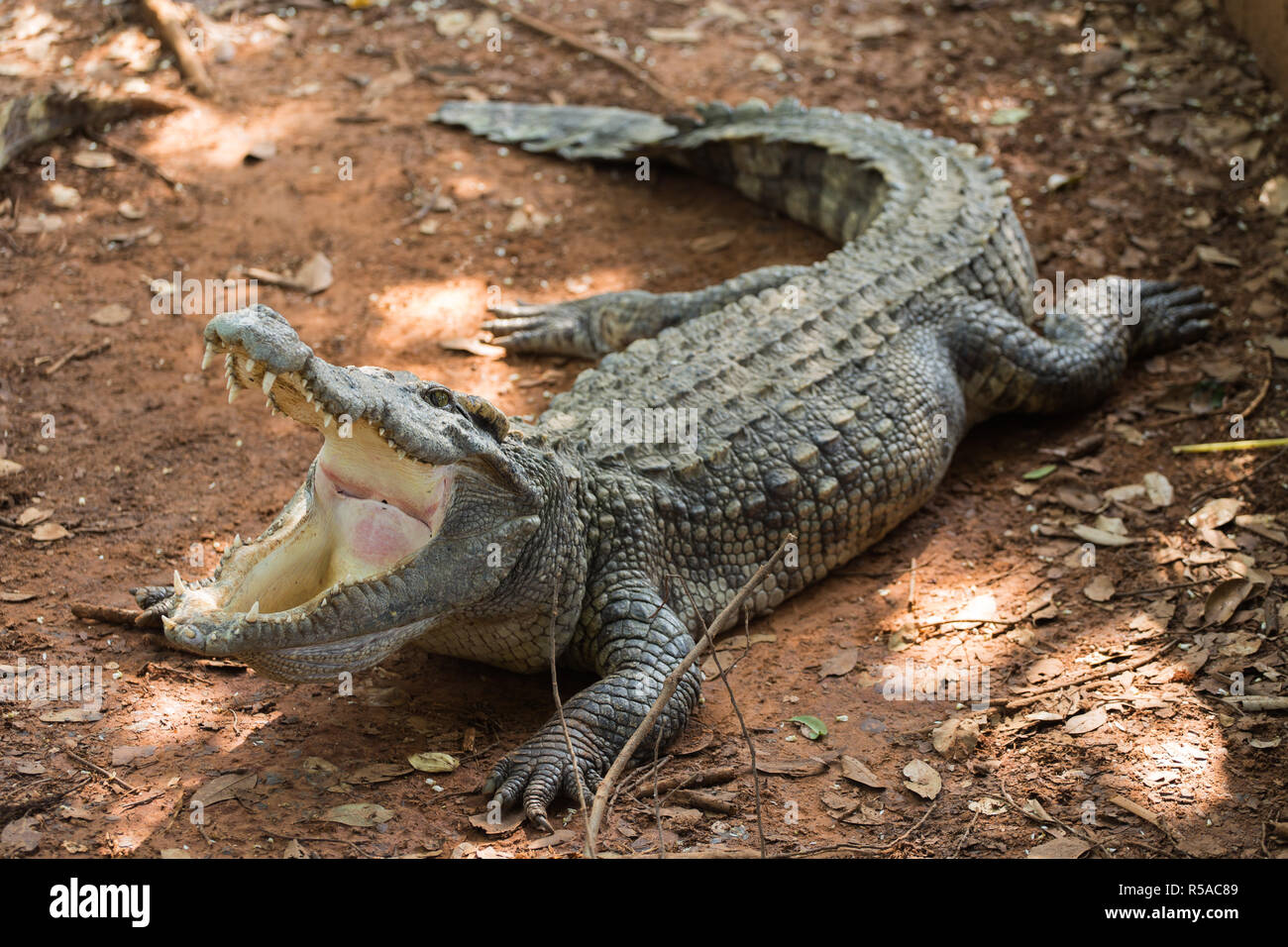 Crocodiles Resting at Crocodile Farm Stock Photo - Alamy