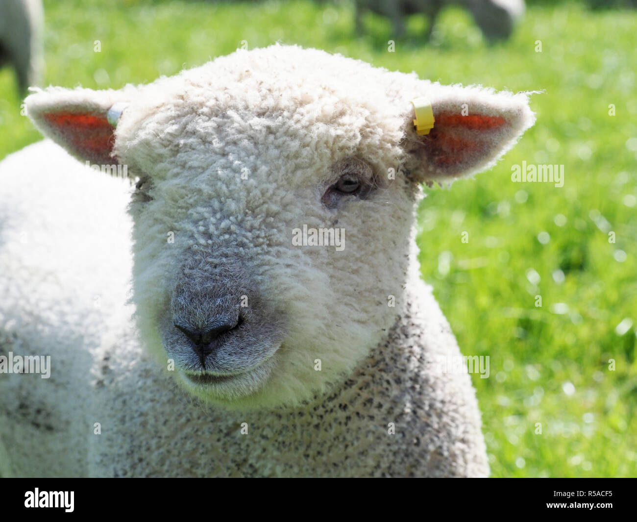 Southdown lamb hi-res stock photography and images - Alamy