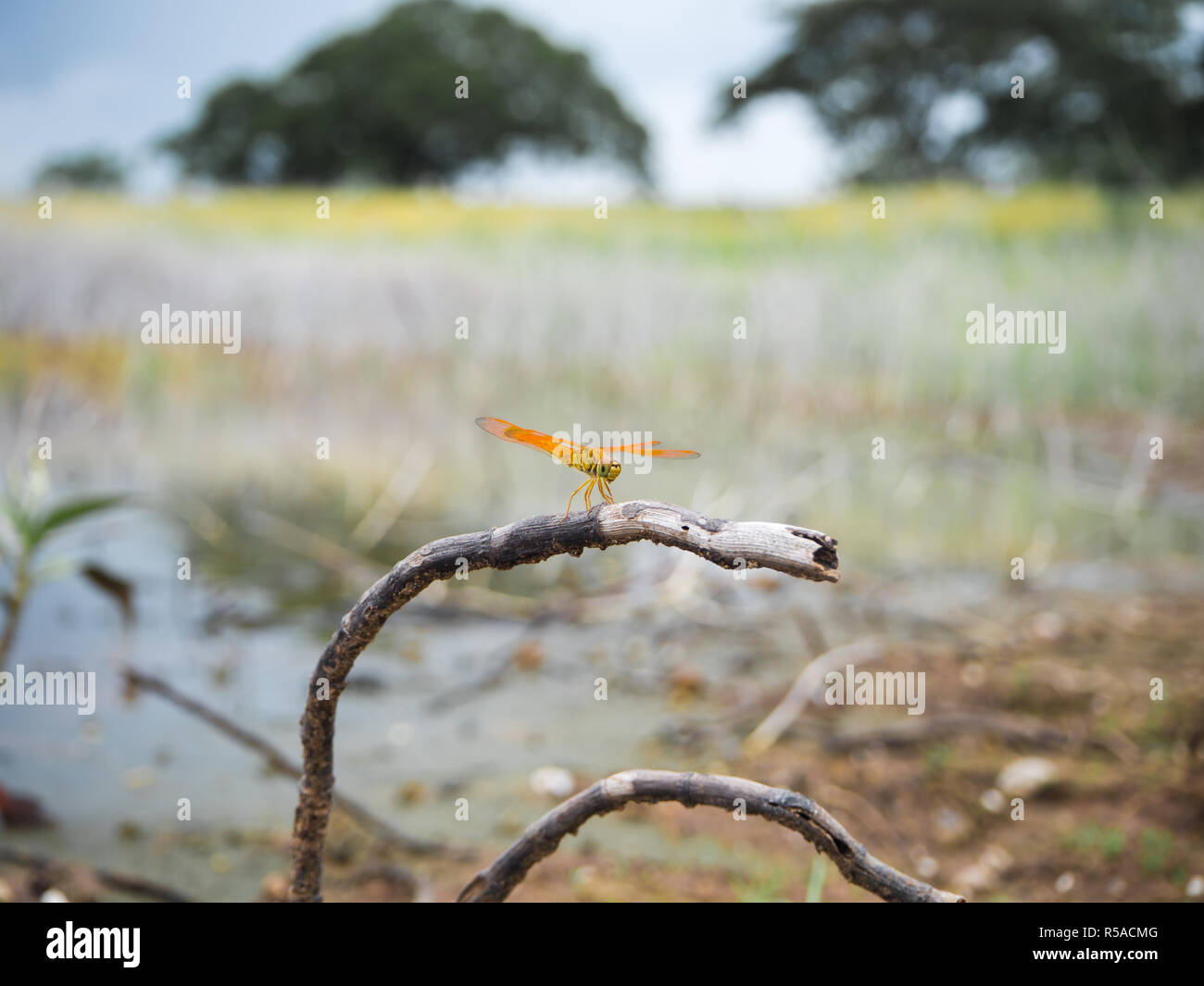 Dragonfly existence hi-res stock photography and images - Alamy