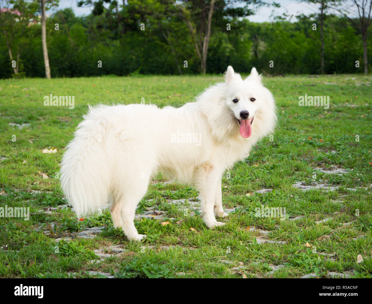 White dog playing in the garden or park Stock Photo - Alamy