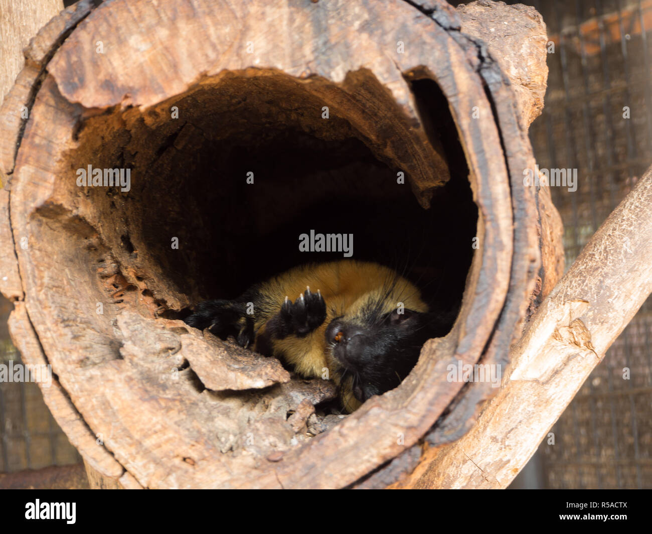 Lemur in zoo thailand hi-res stock photography and images - Alamy