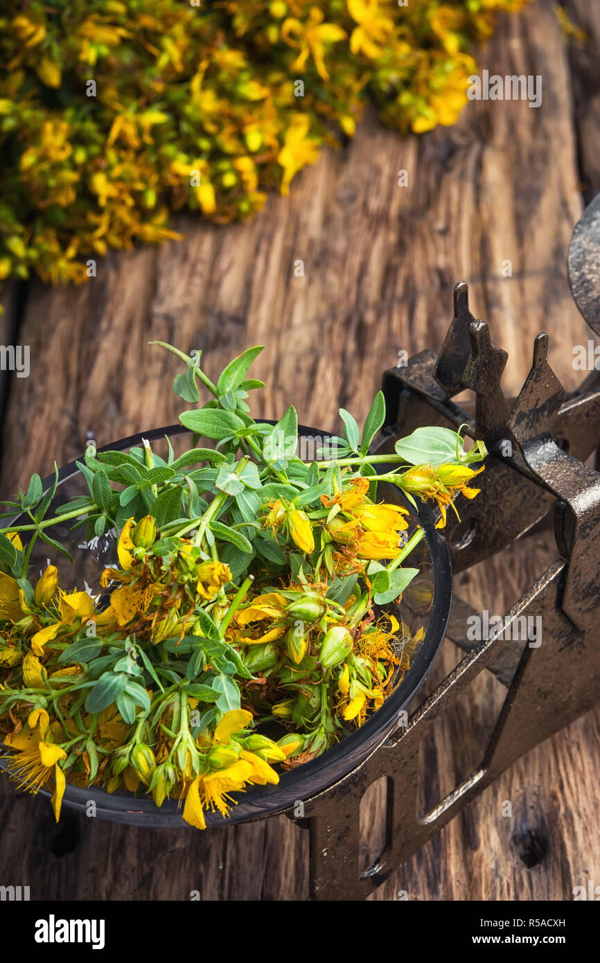 Alchemy plant hi-res stock photography and images - Alamy
