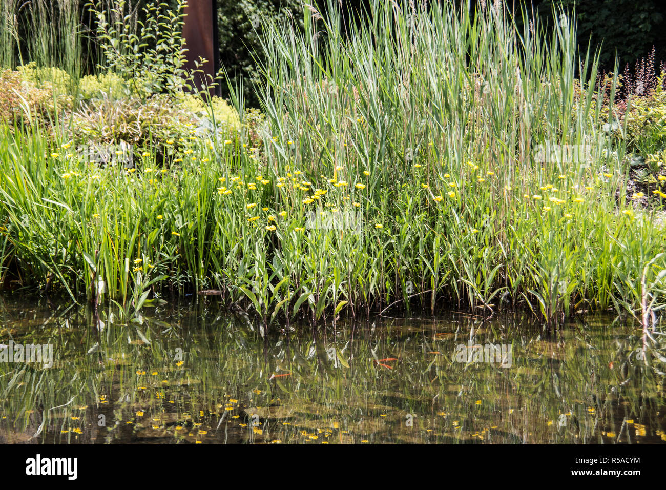 pond with riverbank Stock Photo - Alamy