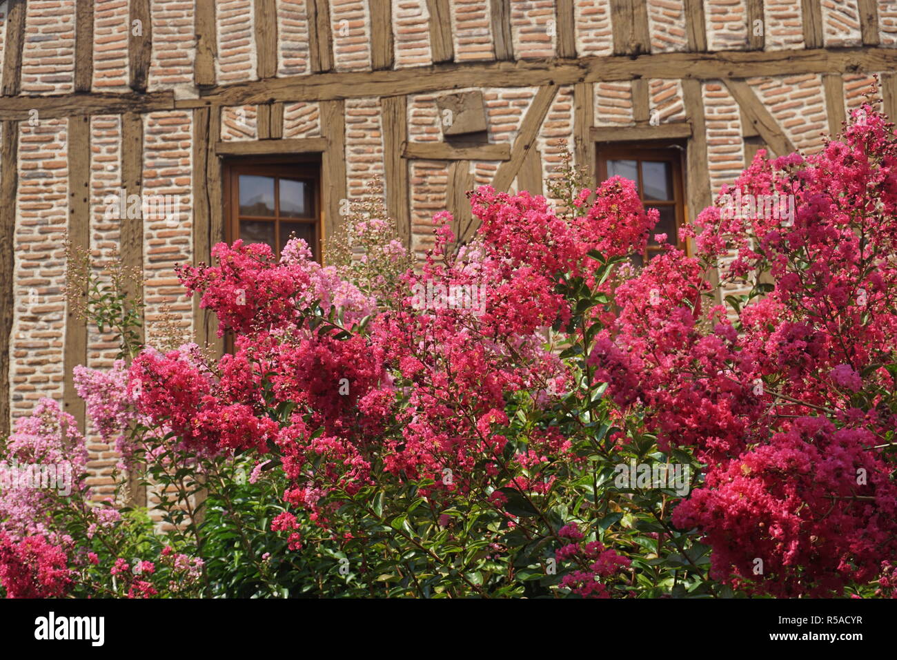 Bright pink crepe myrtle in full bloom in front of an old typical wood ...