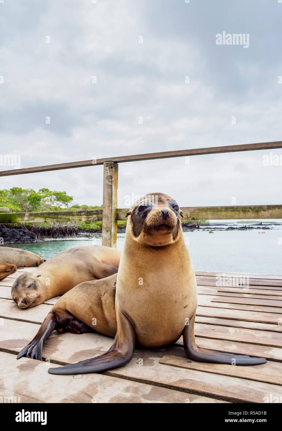 Perla de concha hi-res stock photography and images - Alamy