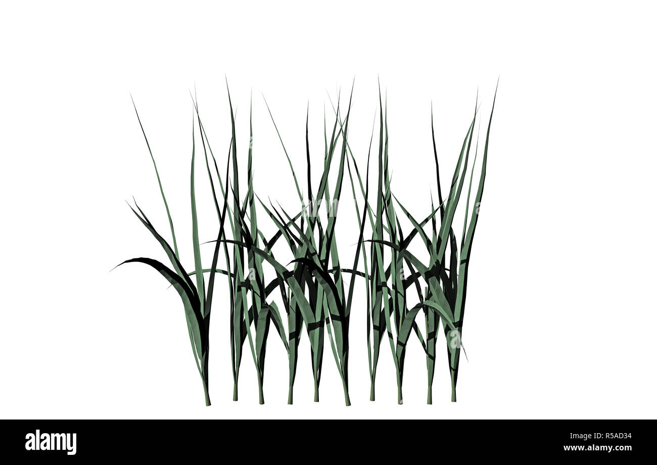 Reed grass Cut Out Stock Images & Pictures - Alamy