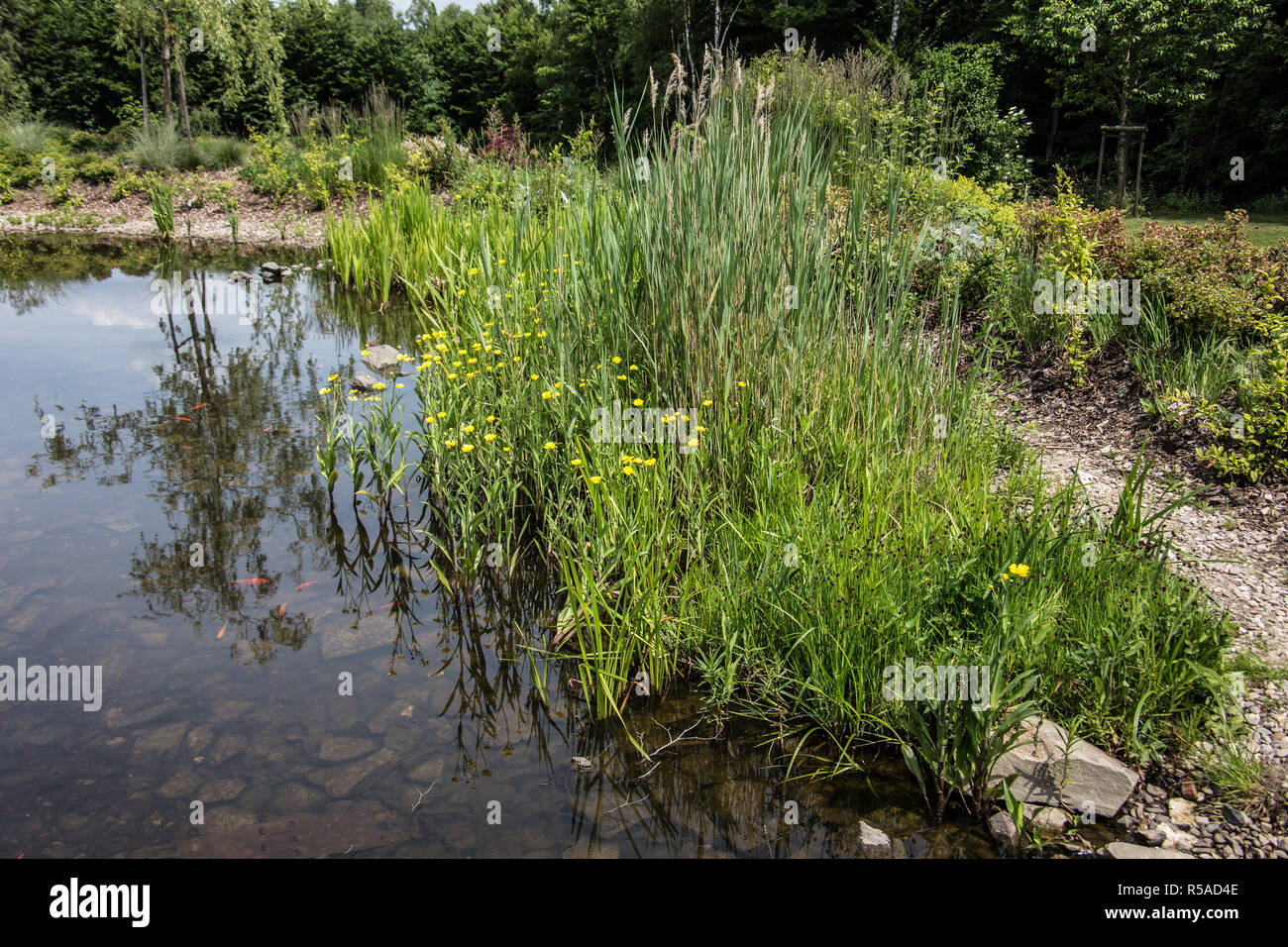 pond with riverbank Stock Photo - Alamy