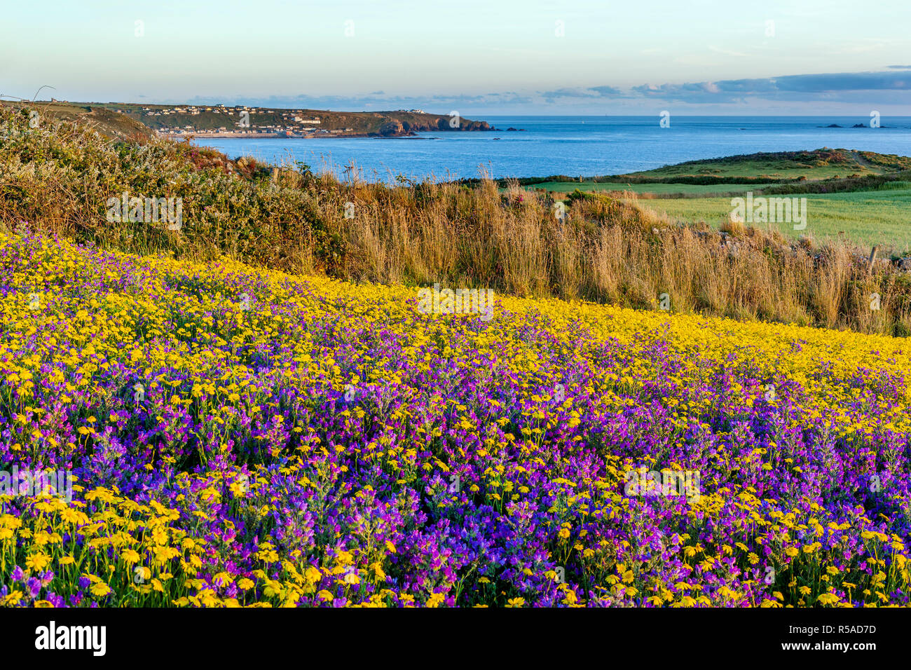 Chrysanthemum weed hi-res stock photography and images - Alamy