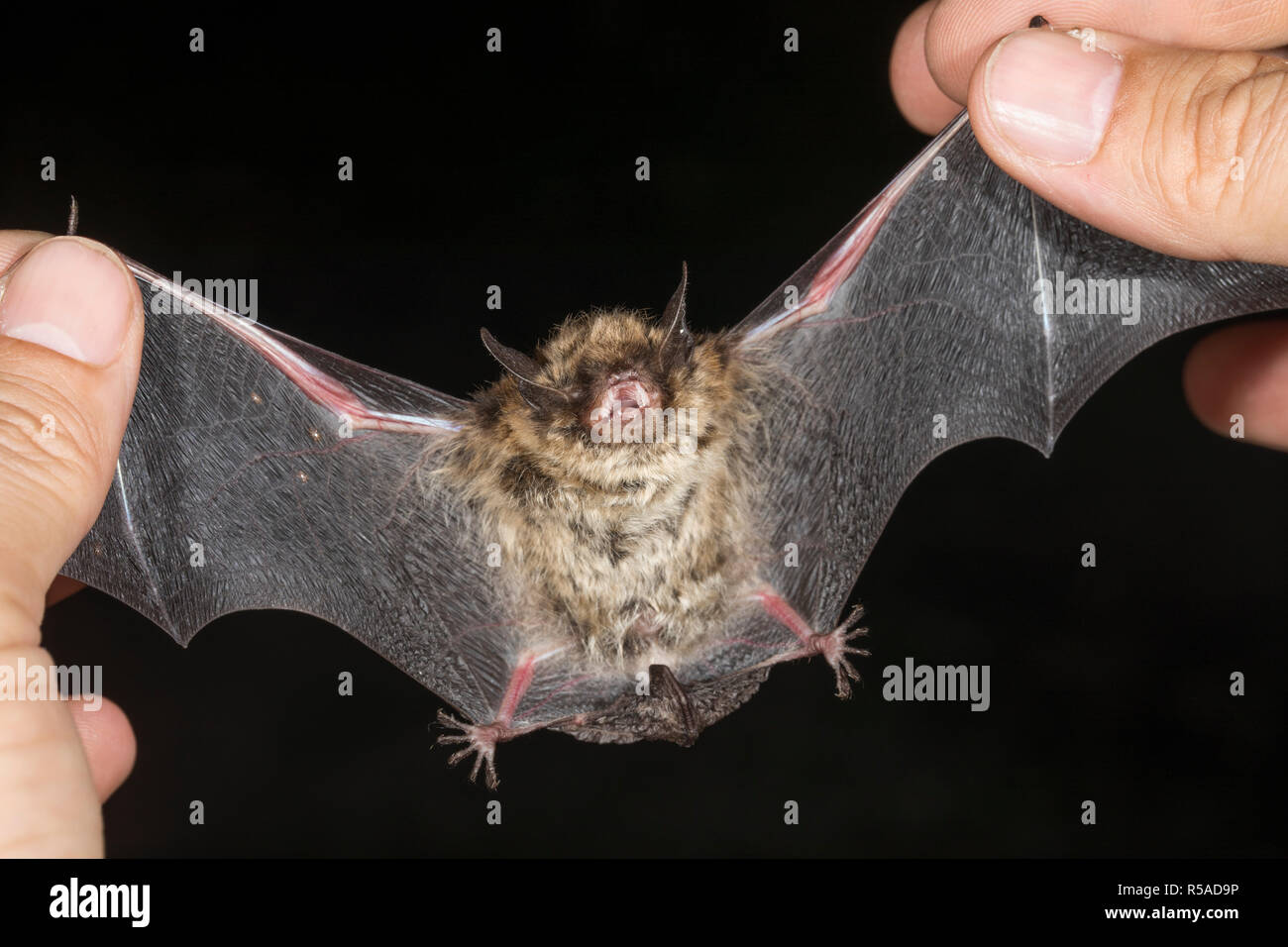 Brandti hi-res stock photography and images - Alamy