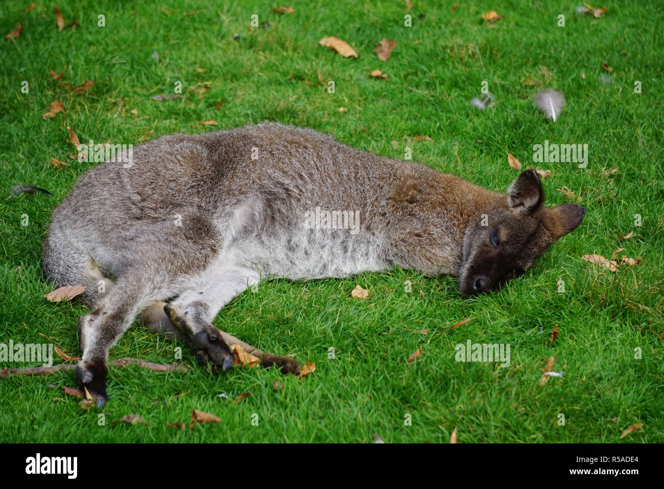 Snoozing hi-res stock photography and images - Alamy