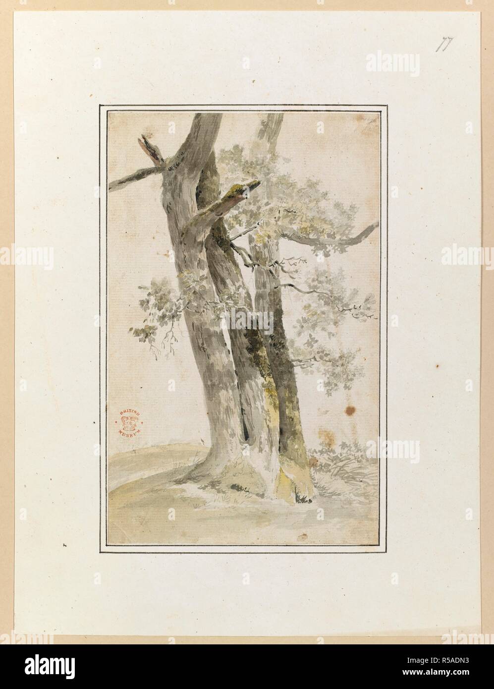 A tree. Sketches and coloured drawings made by J. Webber, during ...