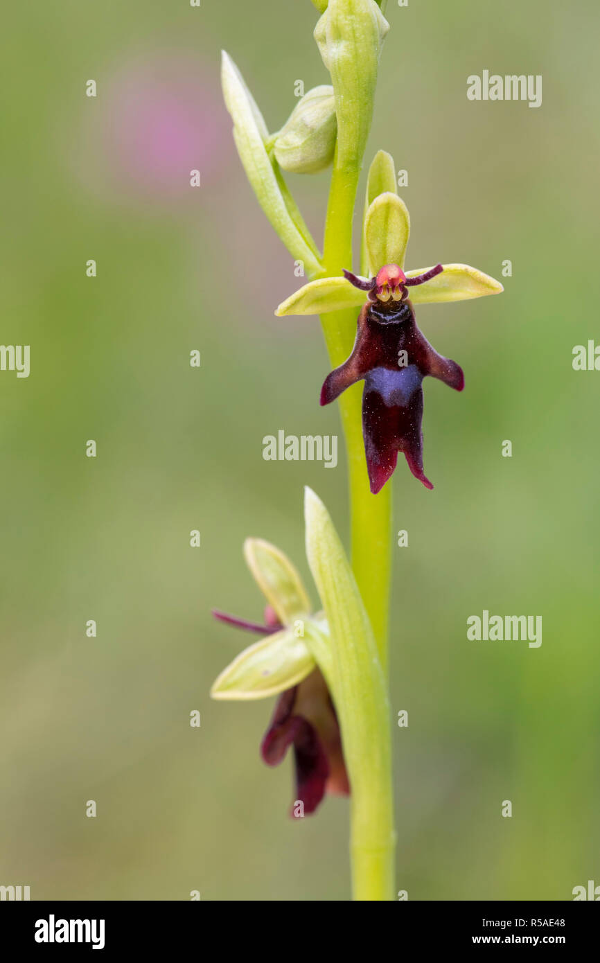 Fly Orchid; Ophrys insectifera Flowering Cumbria; UK Stock Photo - Alamy