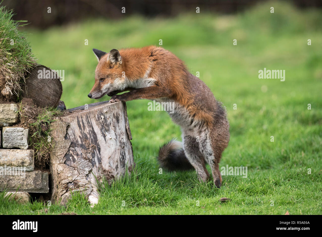 Fox climbing hi-res stock photography and images - Alamy