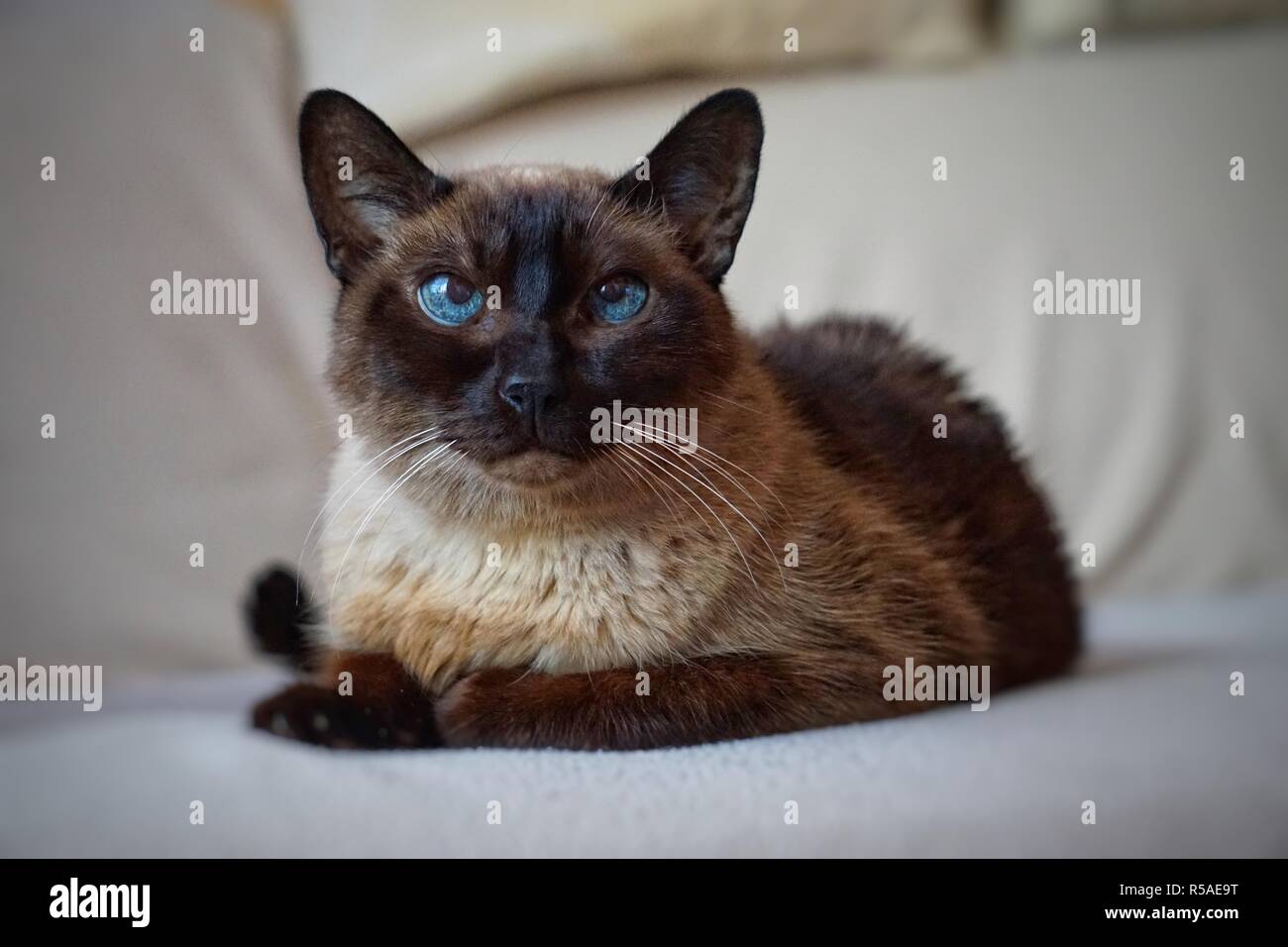 the cute cat portrait Stock Photo - Alamy