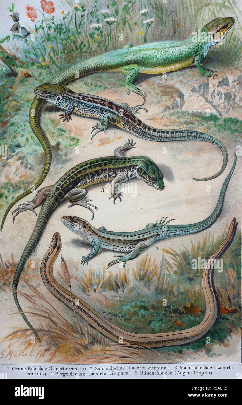 Historical image of various lizards, Lacerta viridis, Lacerta stirpium ...