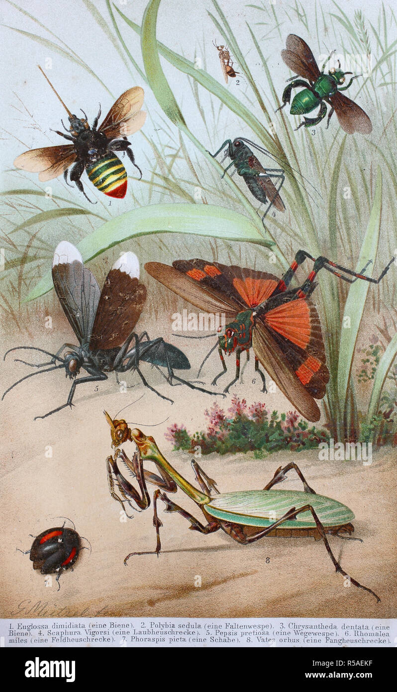 Historical image of various insects, Euglossa dimidiata, Polybia sedula ...