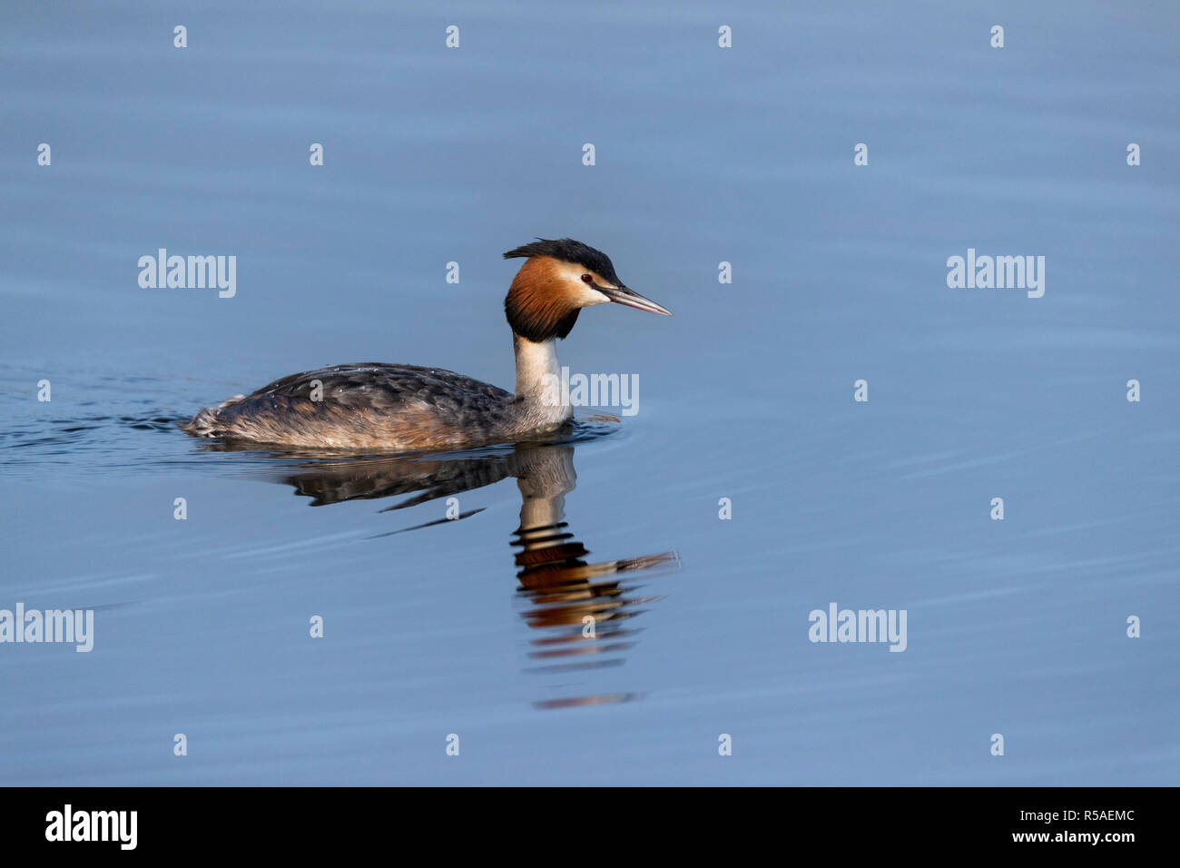 Great Crested Grebe; Podiceps cristatus Single on Water Cornwall; UK ...