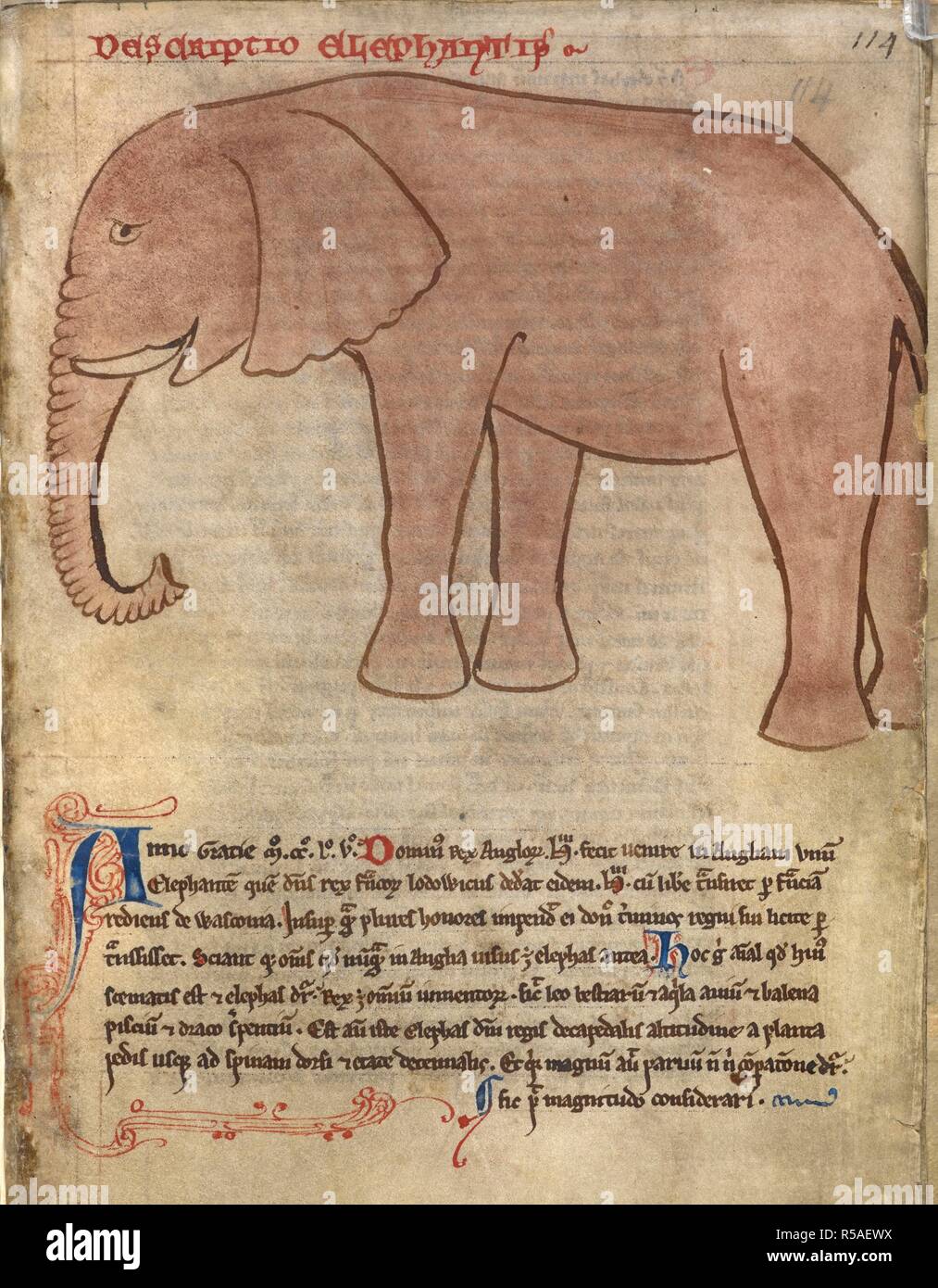 A medieval description of an elephant, with a drawing. John of ...