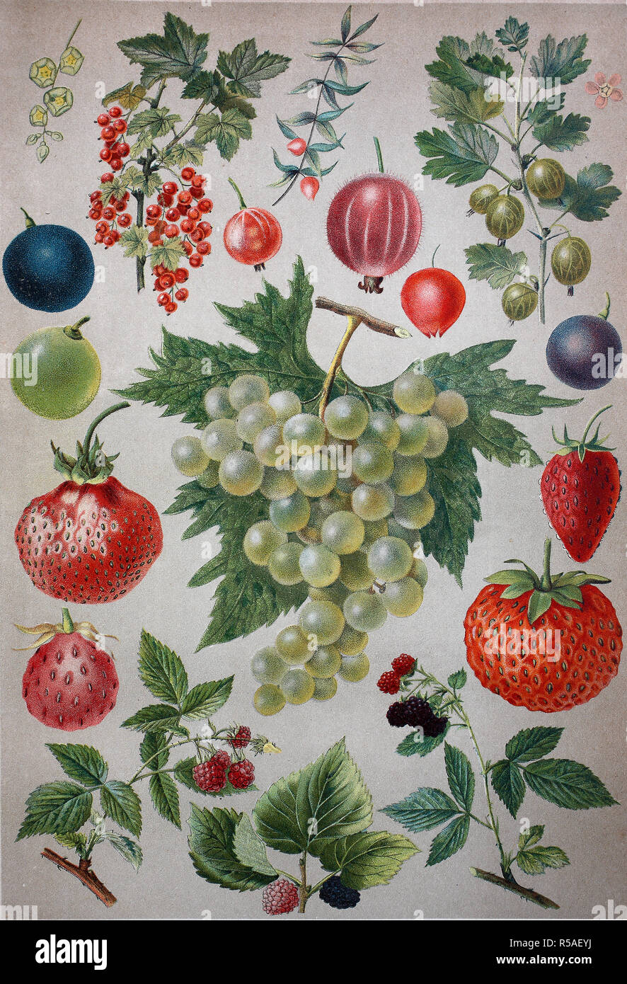 Various fruits, berries, berry fruits, 1890, Historical image, Germany ...