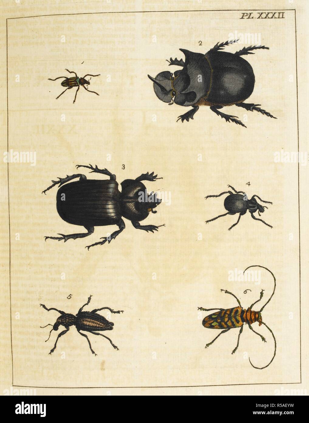 Beetles and other insects. Illustrations of Natural History; wherein ...
