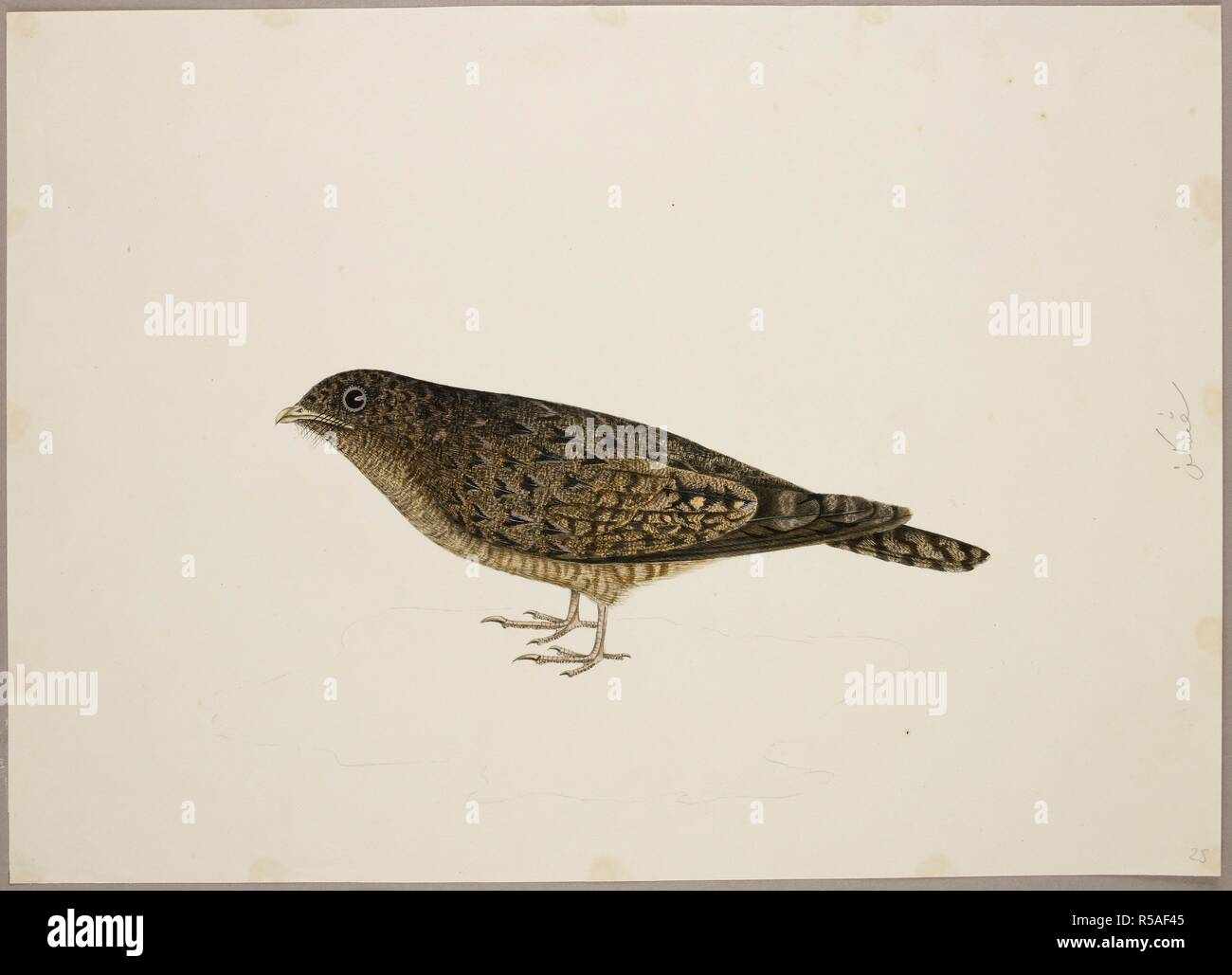 Nightjar illustration hi-res stock photography and images - Alamy