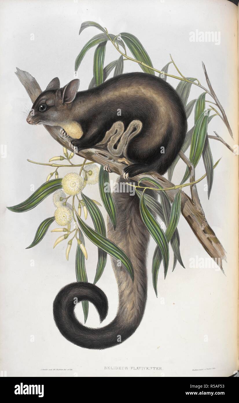 Belideus Flaviventer, Gould. Petaurus australis (formerly known as ...