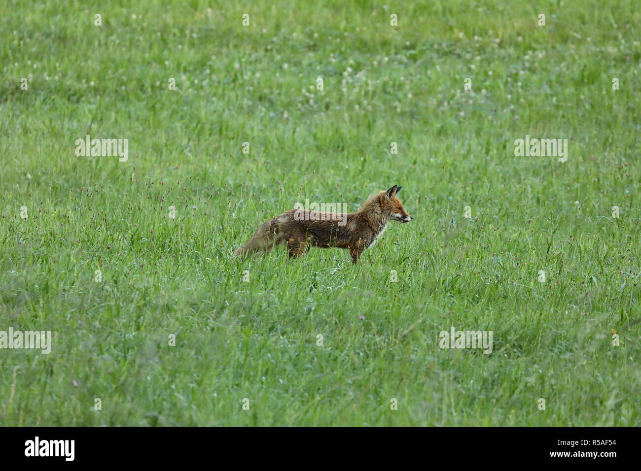 red fox hunting in a meadow Stock Photo - Alamy