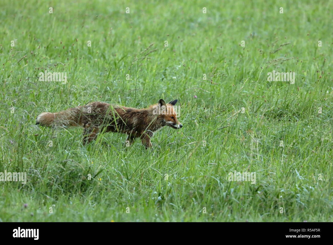 red fox hunting in a meadow Stock Photo - Alamy