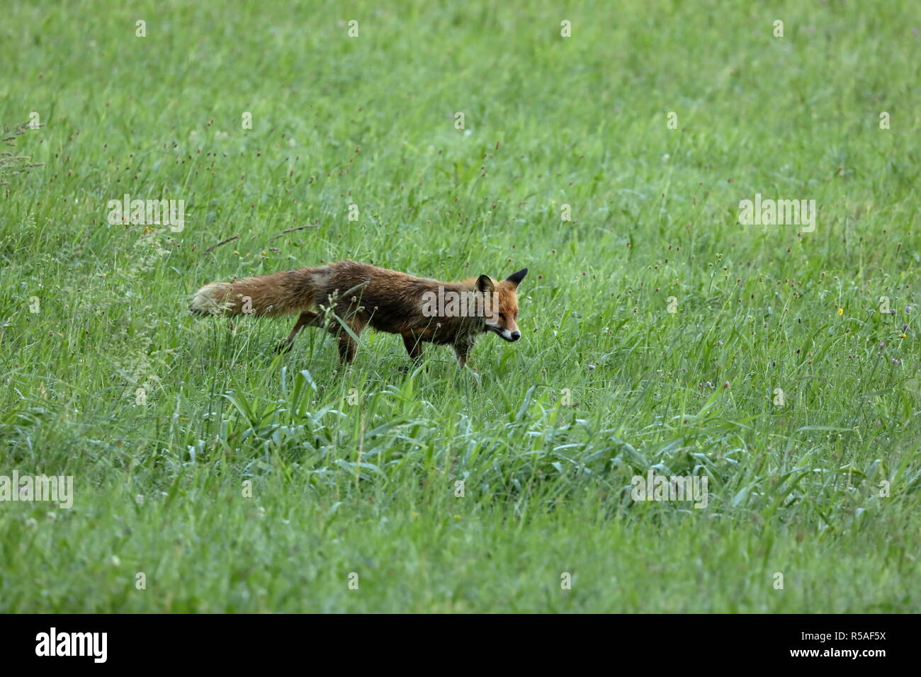 Wild animal hunting hi-res stock photography and images - Alamy