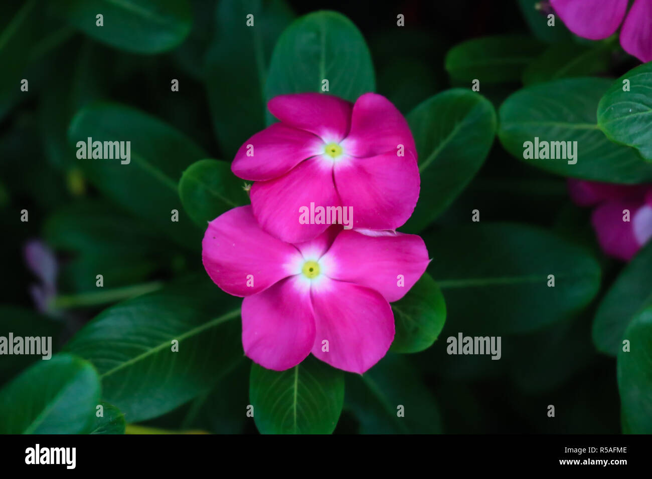 Periwinkle flower hi-res stock photography and images - Alamy