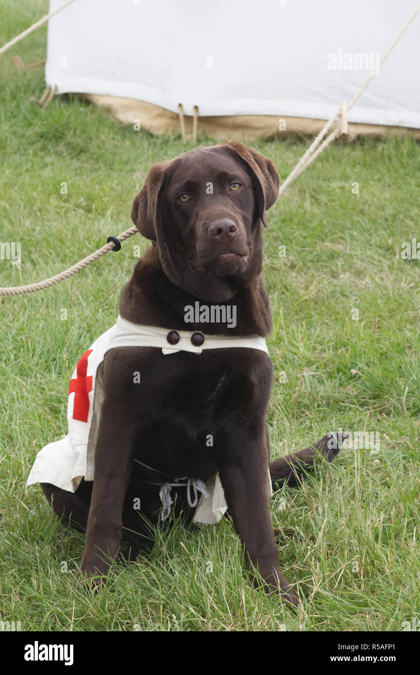 Lab cross breed hi-res stock photography and images - Alamy