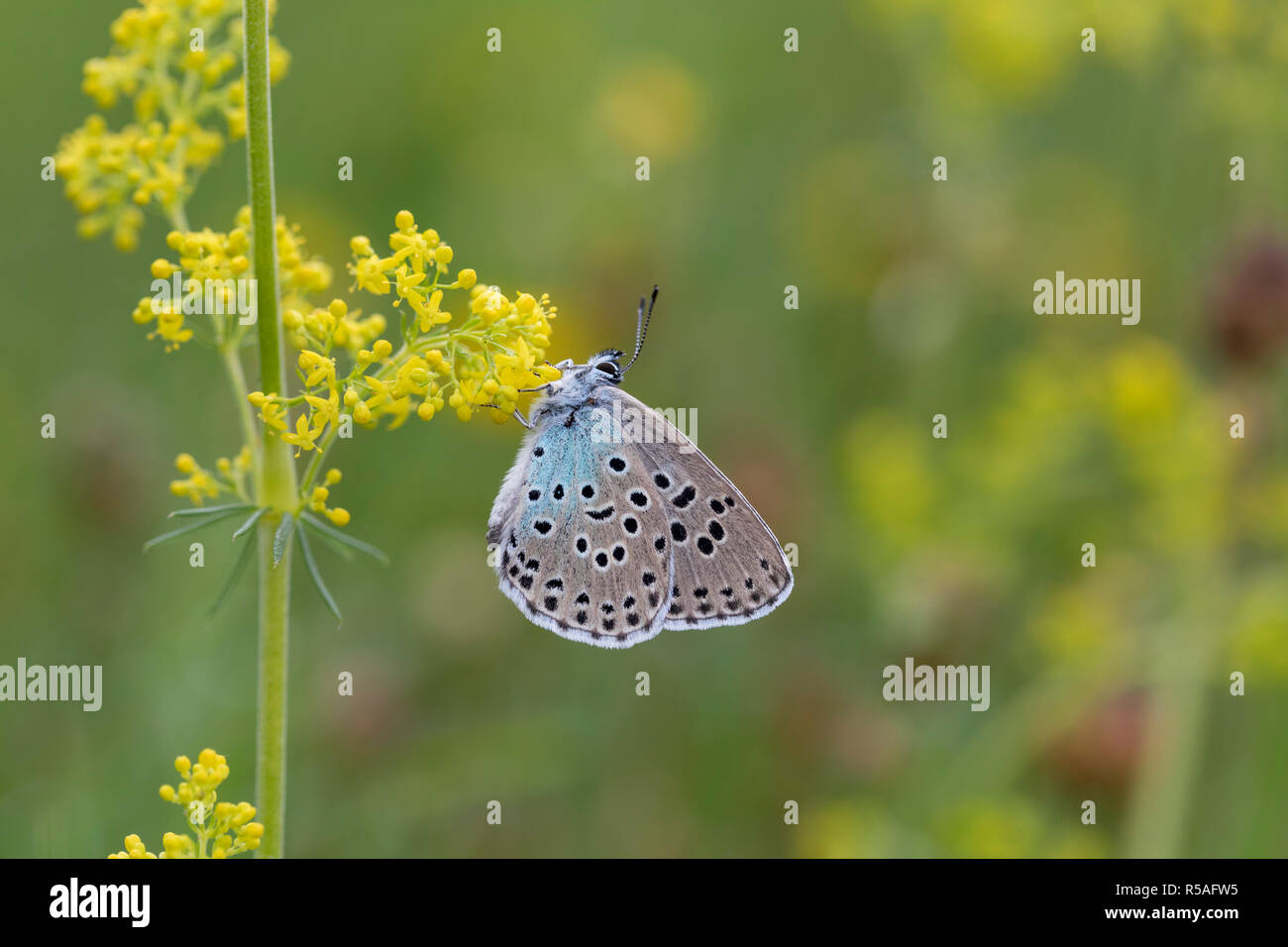 Large yellow butterfly hi-res stock photography and images - Alamy