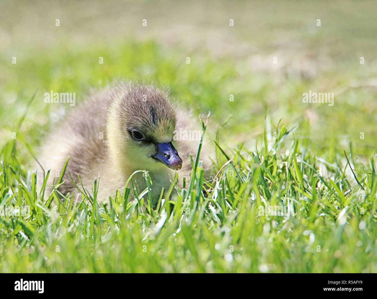 young chick of the short-billed goose anser brachyrhynchus Stock Photo ...